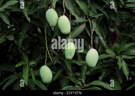 Green mangoes hanging on Mango tree Stock Photo - Alamy