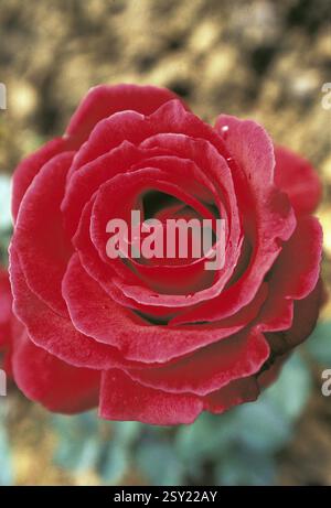 rose flower, India, Asia Stock Photo - Alamy