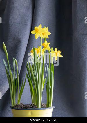 Daffodil inside light bulb against white background Stock Photo - Alamy