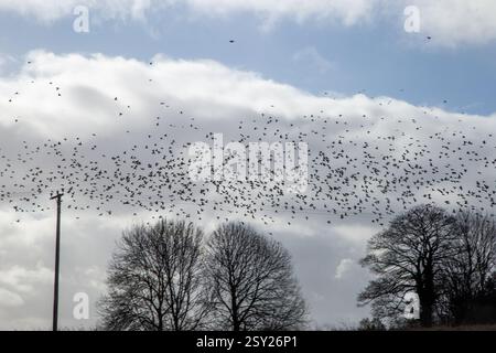 Flock of Redwing Turdus iliacus and Fieldfare Turdus pilaris over ...