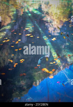 Clear, azure water of the Blausee Lake (Blue Lake) surrounded by alpine ...