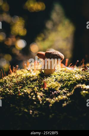 Toadstools emerging from a moss covered tree stump, in woodland ...