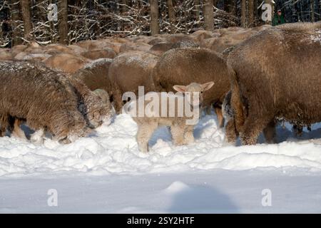 Cute lamb in snow with many sheep in winter meadow Stock Photo - Alamy