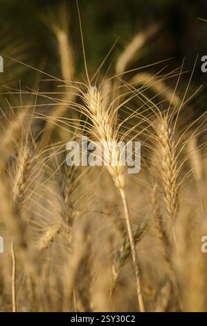 Wheatfield, pune, maharashtra, india, asia Stock Photo - Alamy