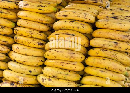 Ripe bananas at the Colombian farmers market - Musa x paradisiaca Stock ...