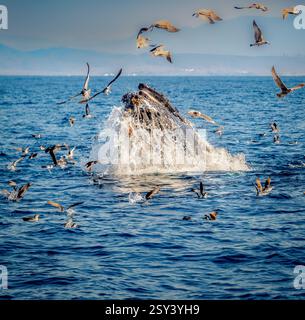 Whale comes out of the water, gulping fish while surrounding birds fly ...