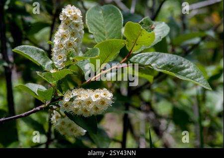 Chokecherry (Prunus virginiana) at the 8500-foot level on Colorado's ...