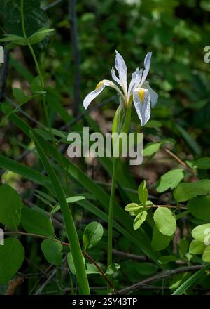 Rocky Mountain Iris (Iris missouriensis) at the 8500-foot level on ...