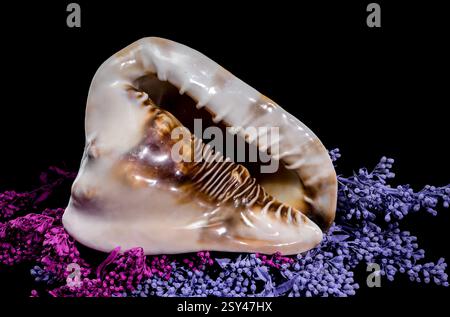 A stunning King Helmet Shell with intricate patterns and vibrant colors ...