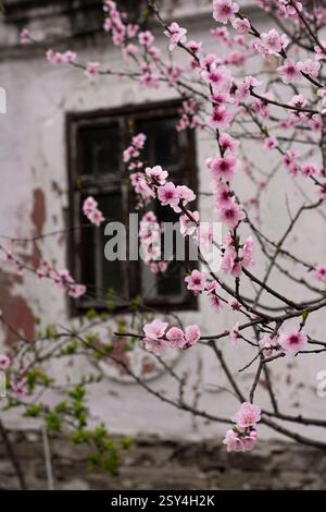 An apricot tree and a town house in France Stock Photo - Alamy