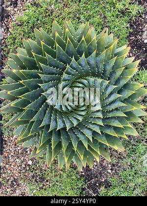 A beautiful cactus with a perfect pattern of leaves with pointed tips ...
