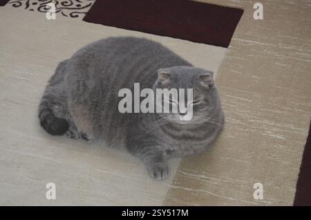 Sad Scottish fold cat sitting near the open door and basking in the ...