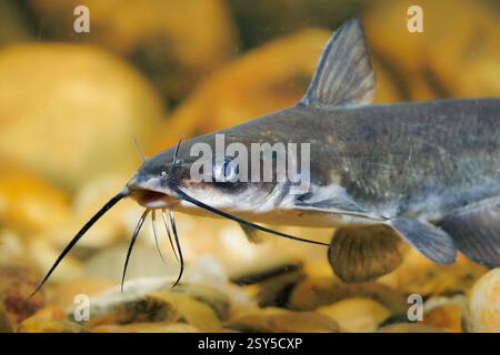 channel catfish (Ictalurus punctatus), with long baleens Stock Photo ...