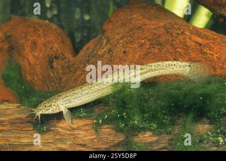 pond loach, dojo loach (Misgurnus anguillicaudatus), female, portrait ...