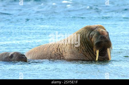 walrus (Odobenus rosmarus), couple in shallow water, portraits, Norway ...