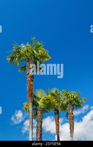 Trachycarpus fortunei palm tree against a clear blue sky, combining ...