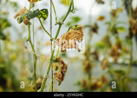 Spoiled cucumber branches affected by phytophthora in greenhouse. Late ...