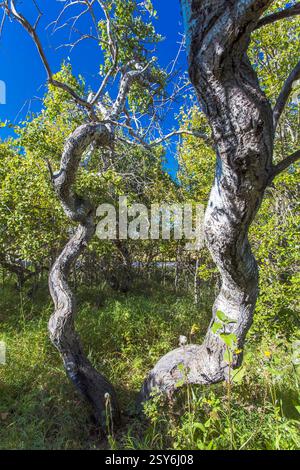 Twisted Tree Trunk with yellow moss on it Stock Photo - Alamy