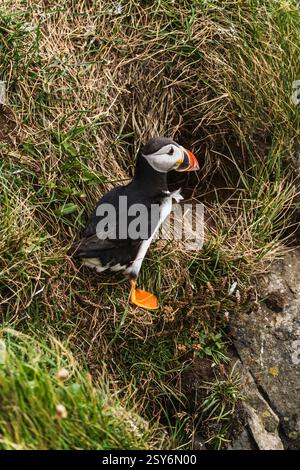 Puffin standing near his burrow on a cliff ledge Stock Photo - Alamy