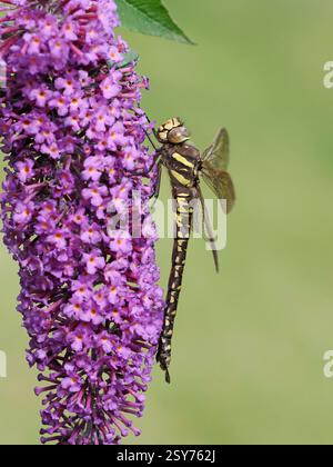 Common hawker female dragonfly resting on ground Stock Photo - Alamy