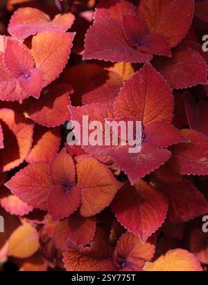 Red Ornamental Coleus, Coleus scutellarioides, Lamiaceae. Garden ...