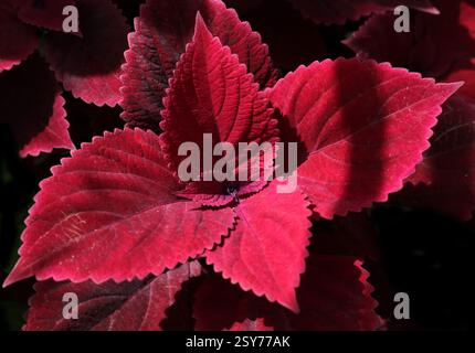 Deep Red Ornamental Coleus, Coleus esculentum, Lamiaceae. Garden ...