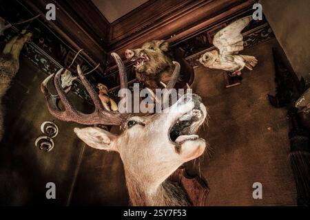 Trophy room, castle of Count Branicki, Montrésor, department of Indre ...