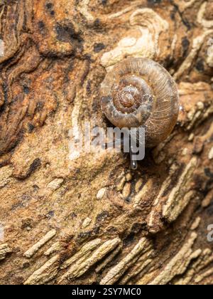 Garden Snail on a log, Close up Stock Photo - Alamy