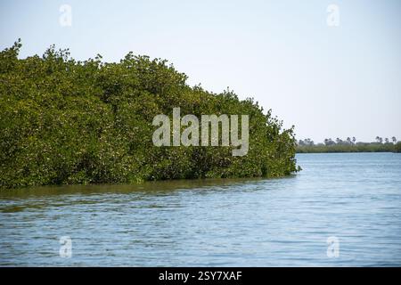Exploring the Saloum River Delta by boat in Senegal Stock Photo - Alamy