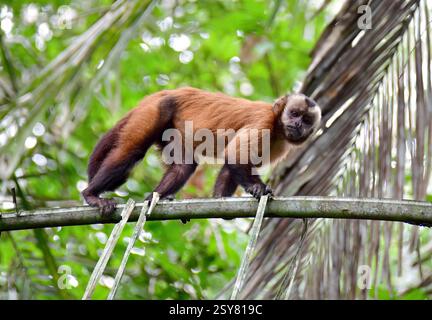 Capucin brun, Cebus apella, Apella csuklyásmajom, Tambopata National ...