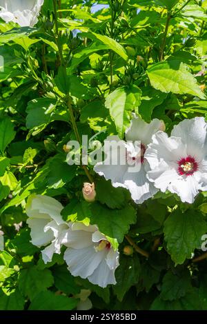 Two tender flowers of hibiscus syriacus Manuela in a sunny summer day ...
