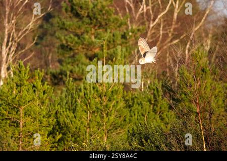 Thursley Common, Elstead. 27th February 2025. A dry afternoon with ...