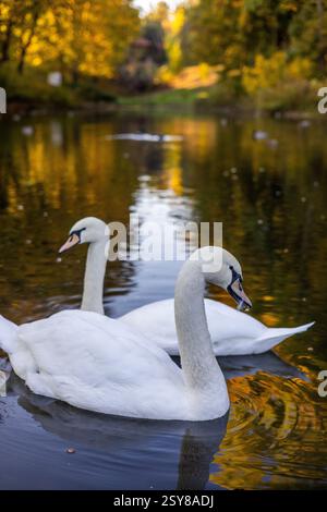Two white swans gracefully swim in a calm lake, reflecting golden ...