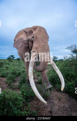 Craig the Elephant - One of the largest elephant in Amboseli National ...