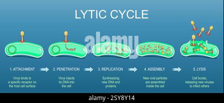 Lysogenic cycle. Bacteriophage and Bacteria. Viral Replication cycle ...