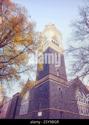 Low angle shot of the tree leaves and the sky on the background during ...