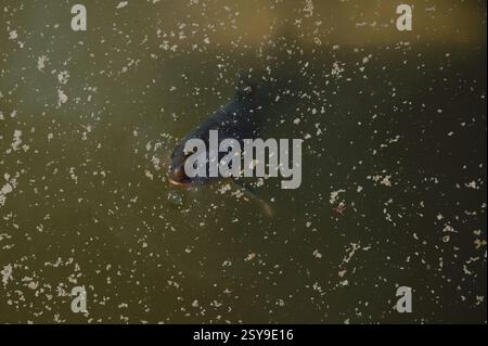 A Koi fish breaks the surface of a pond and looks around Stock Photo ...