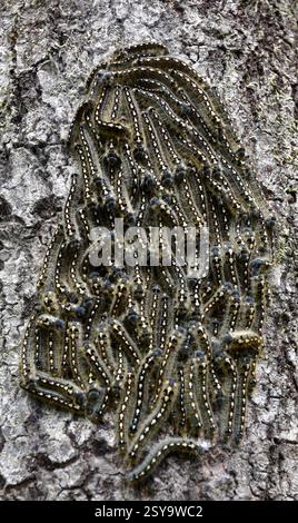 Tent Caterpillar Moth (Lasiocampidae) caterpillars, Montagne des ...