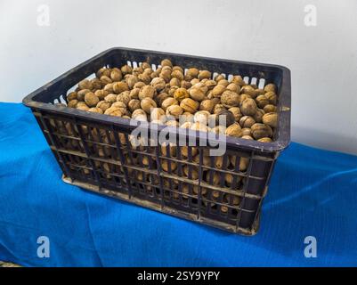 plastic crate full of unpeeled walnuts Stock Photo - Alamy