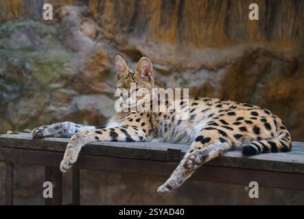 Serval cat (Felis serval) resting in the shade during the heat of the ...