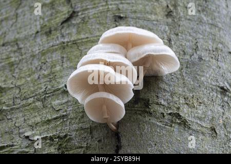 Ringed slime beetle (Oudemansiella mucida), fruiting body on the trunk ...