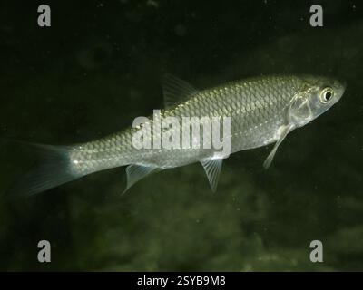 Chub fish floating in the water, view from above, Leuciscus cephalus in ...