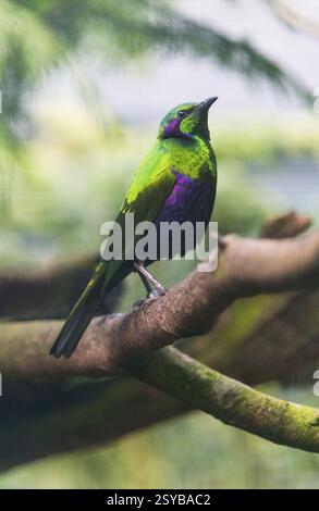 Emerald Starling (Lamprotornis iris), adult bird perched on a branch ...