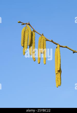 Common hazel (Corylus avellana) also known as hazel bush or hazelnut ...