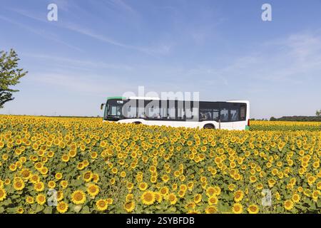 VGM bus line 446 from Riesa to Meissen between sunflower fields near ...