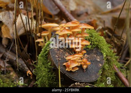 orange golden needle mushrooms on a tree trunk with green moss in the ...