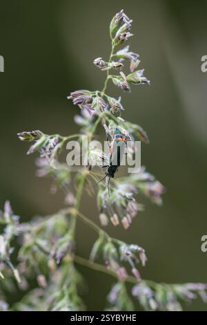close shot of the red-spotted horny species Swallowtail caterpillar ...