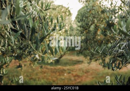 Sunny morning in olive garden Stock Photo - Alamy
