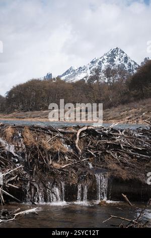 Beaver dam system in Ushuaia. dams blocking rivers in Patagonia Stock ...