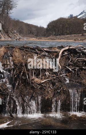 Beaver dam system in Ushuaia. dams blocking rivers in Patagonia Stock ...